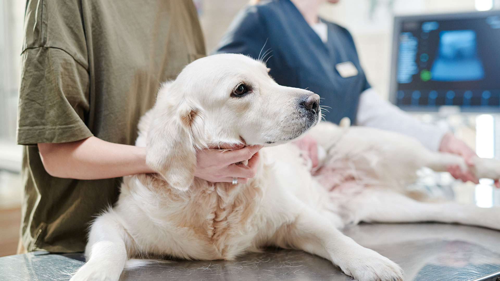 TEN TIPS TO EXTEND YOUR INFUSION PUMP'S LIFE | AIV Vet