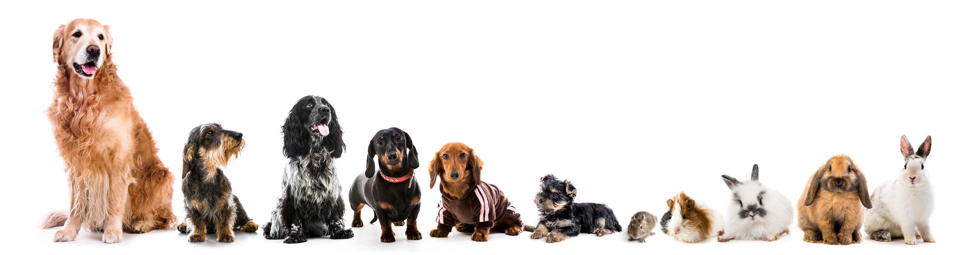 ASV announced updates in Care Guidelines for Animal Shelters at the VMX ...