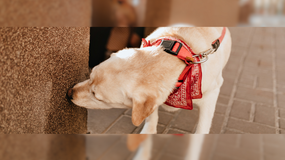 Can Dogs Really Smell Cancer in Humans? | AIV Vet