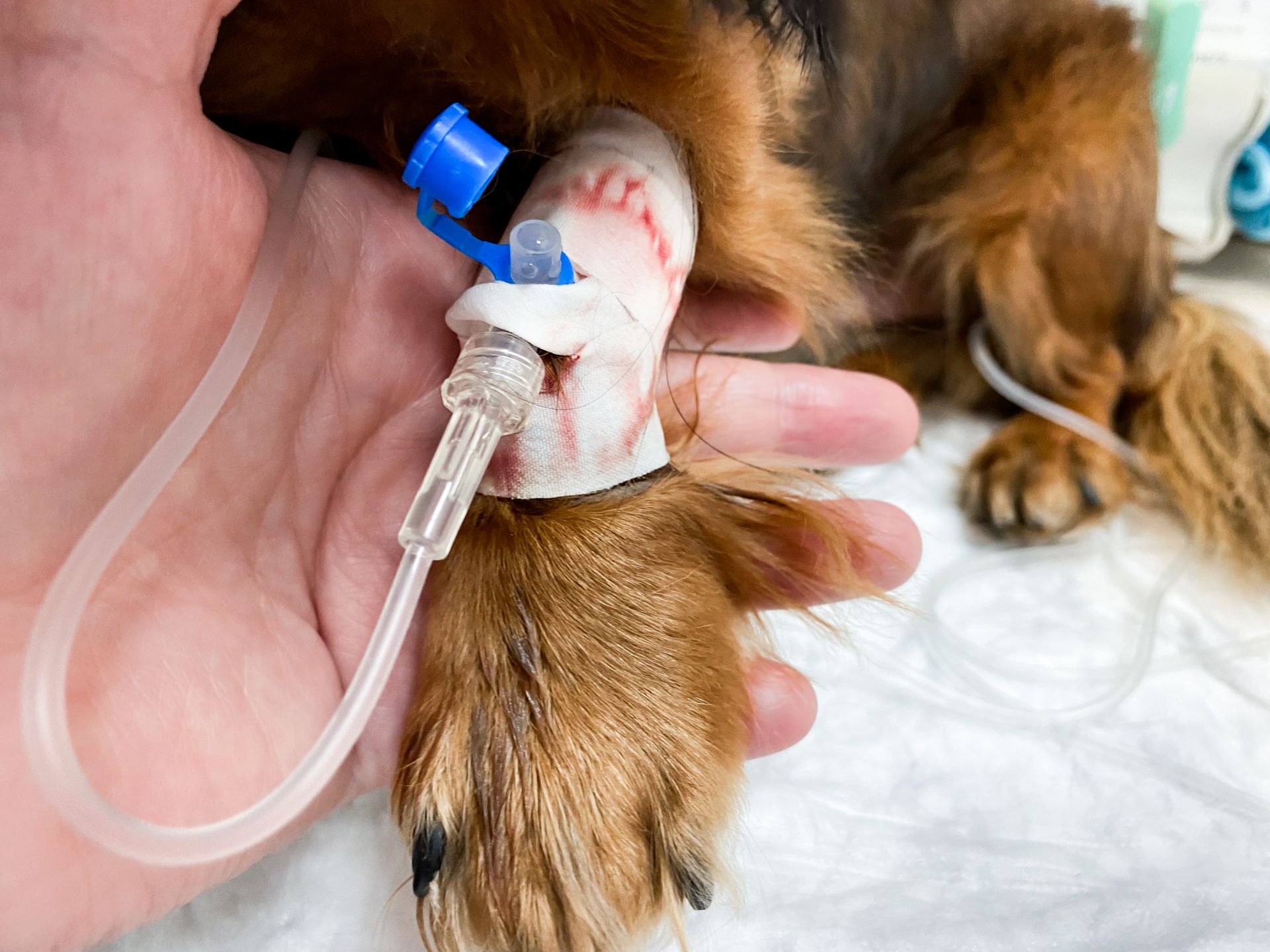 Elevating Veterinary Anesthesia with TIVA and VetroCRI Syringe Pump ...