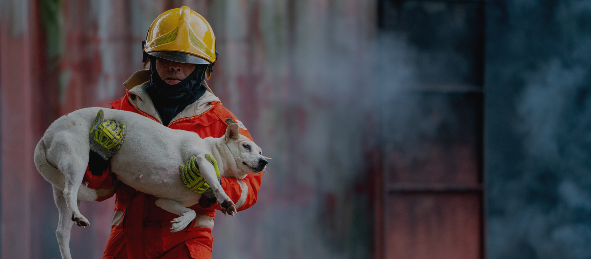 New Decontamination Protocols For Dogs From Texas A&M | AIV Vet Blog