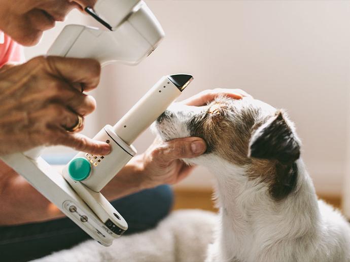 Better Vision Assessment in Dogs | AIV Vet Blog