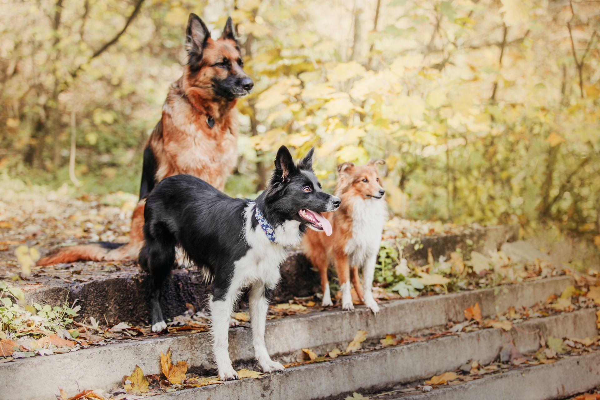 An Ode to the Mutts In Our Lives! | AIV Vet