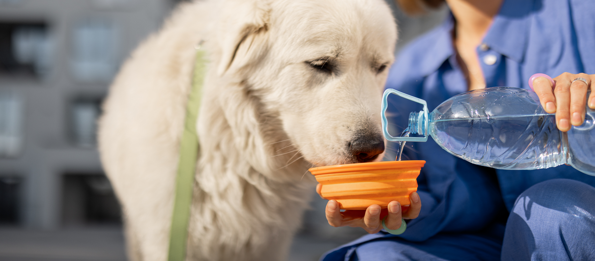 Pet Hydration for Your Patients and Their Families | AIV Vet