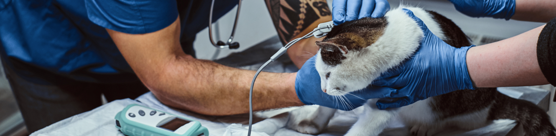 New Payment Flexibility for Pet Owners: How the PAW Act Could Impact ...