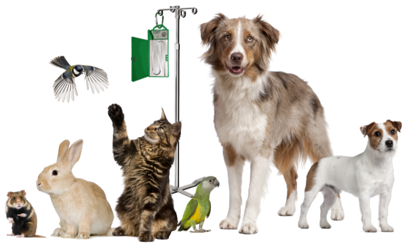 Infusion Pumps And Accessories For Vets | AIV Vet