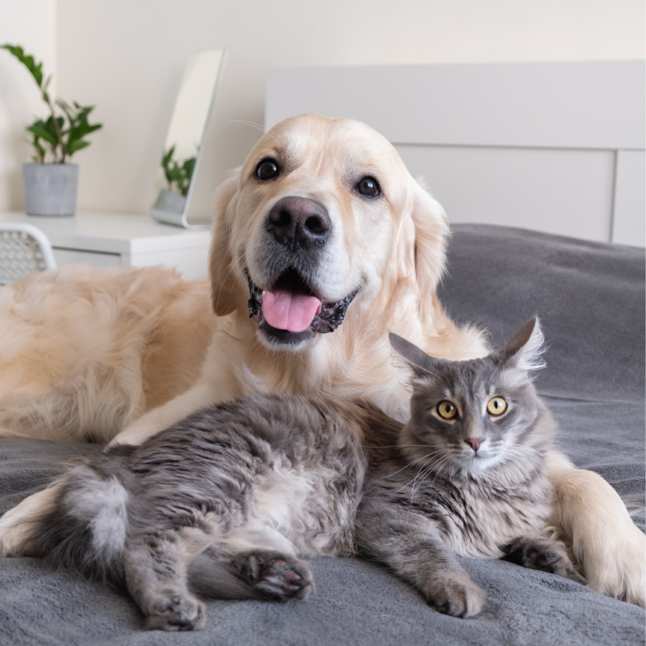 Infusion Pumps And Accessories For Vets | AIV Vet