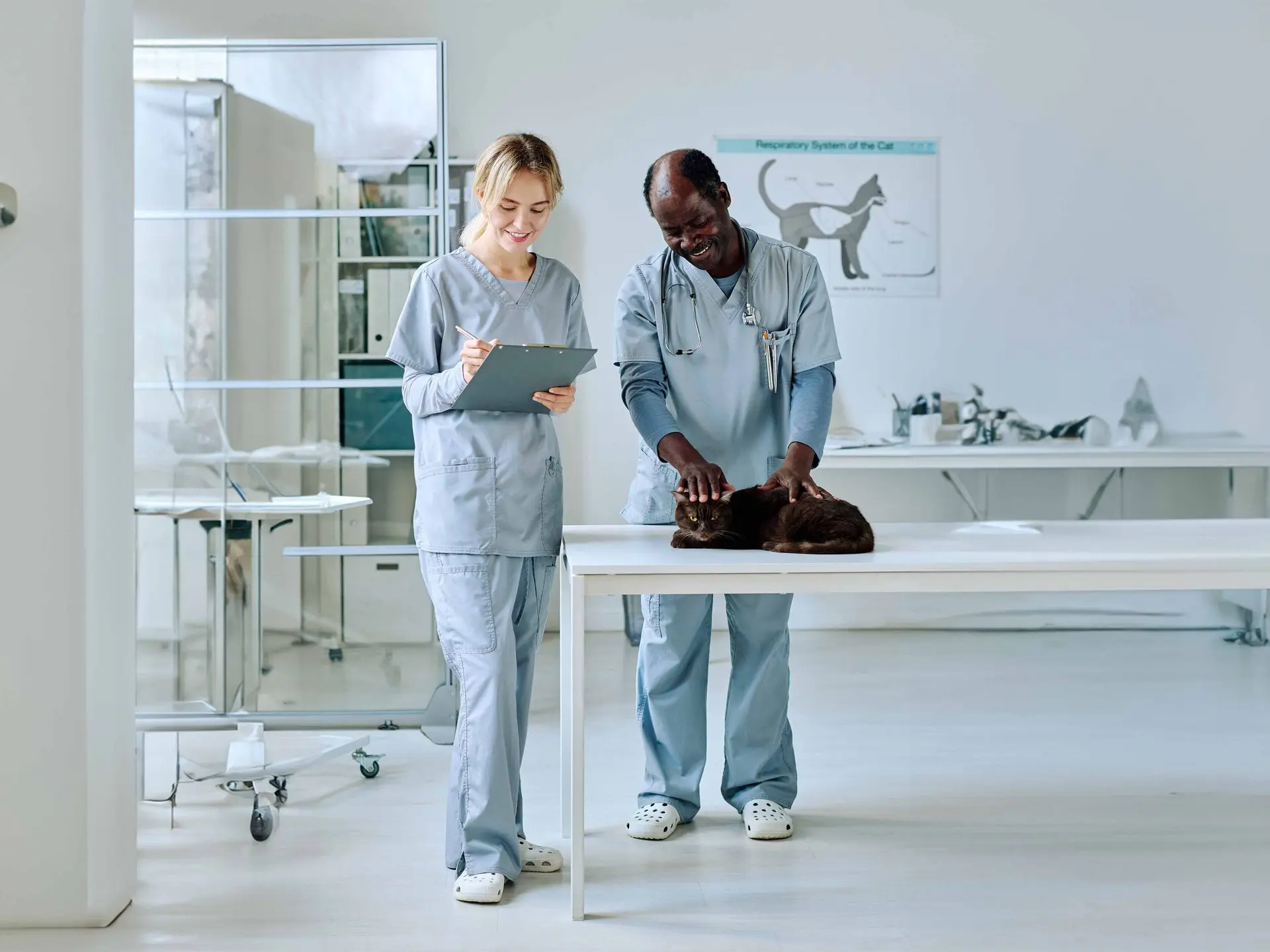 AHAA Veterinary Surgical Suite Design Tips | AIV Vet
