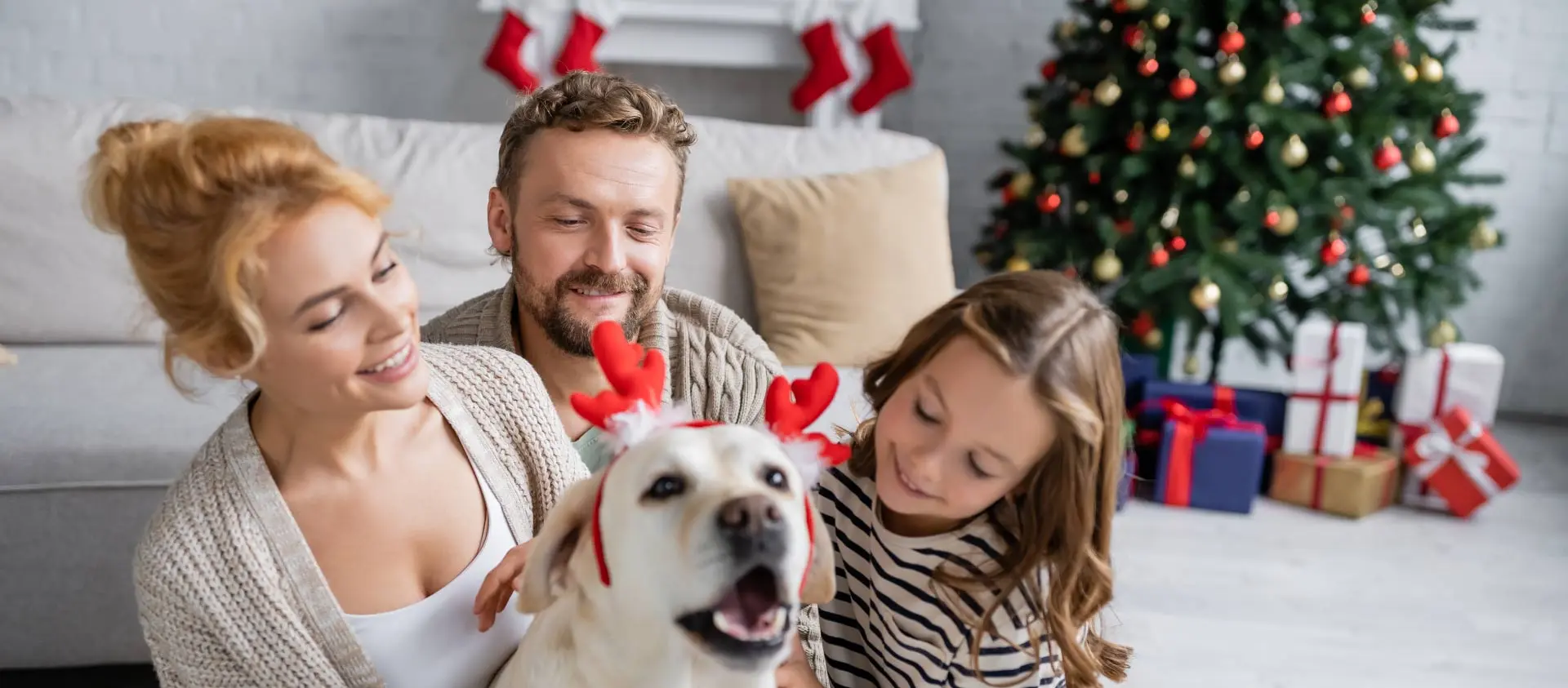 Helping Your Families Choose Safe Toys for Their Pets | AIV Vet