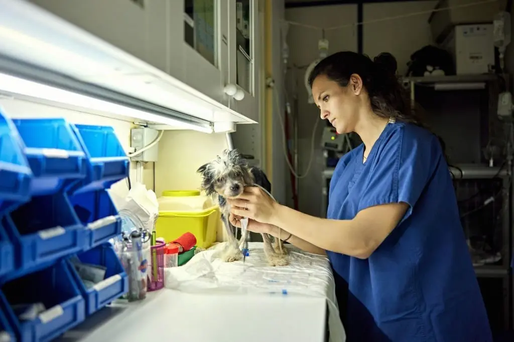 Your CFO-style Teardown of CRI Pump ROI in Companion-Animal Practice ...