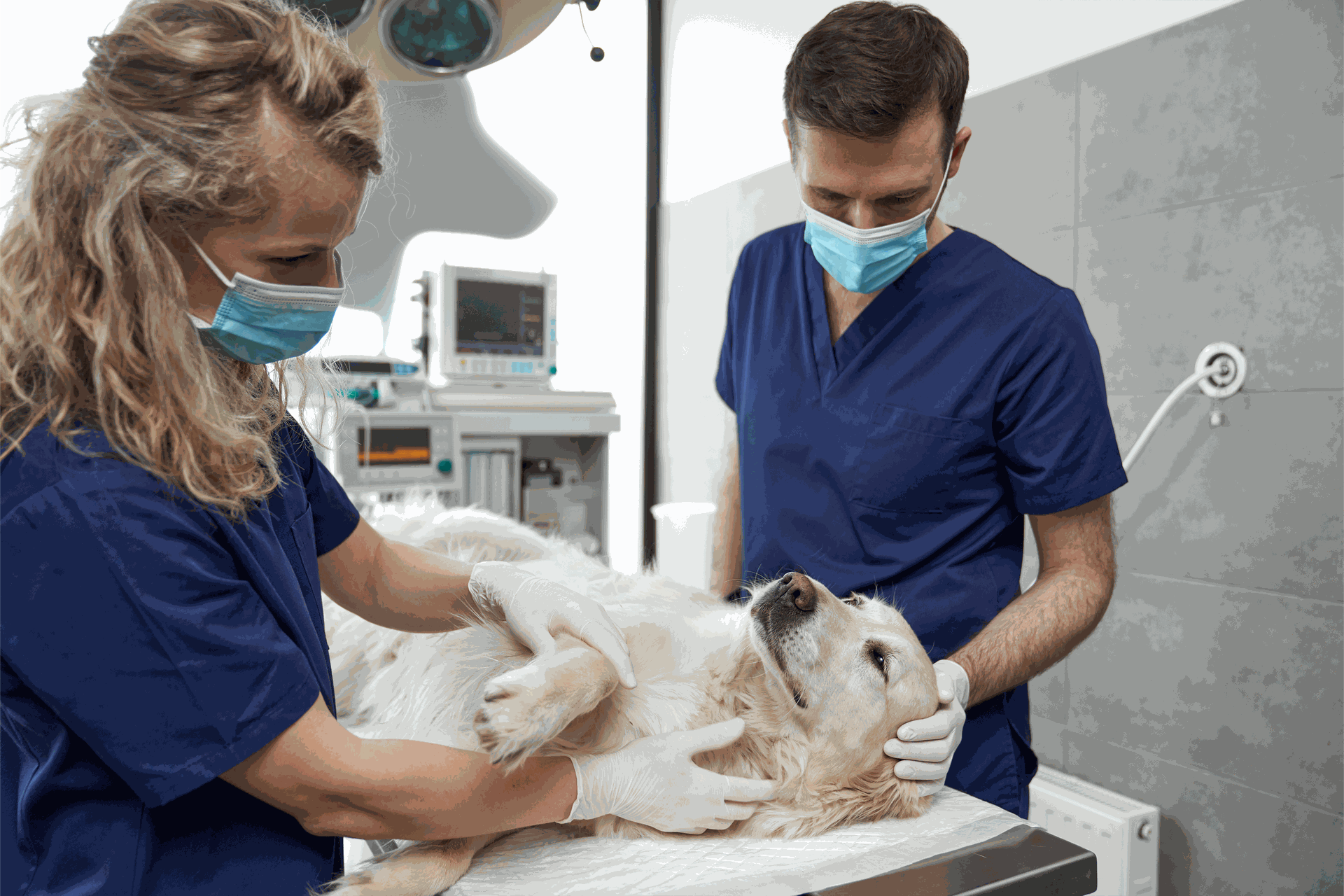 Veterinary Emergency Critical Care CRI Pumps | AIV Vet